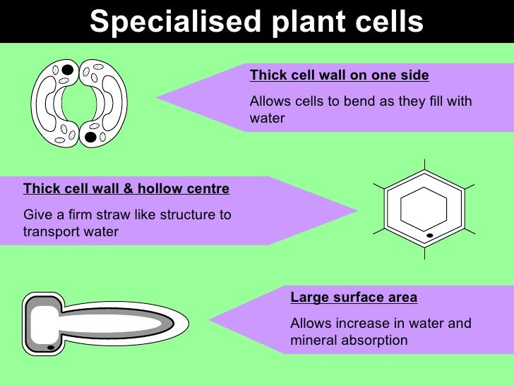 Specialised Cells Specialised Cells
