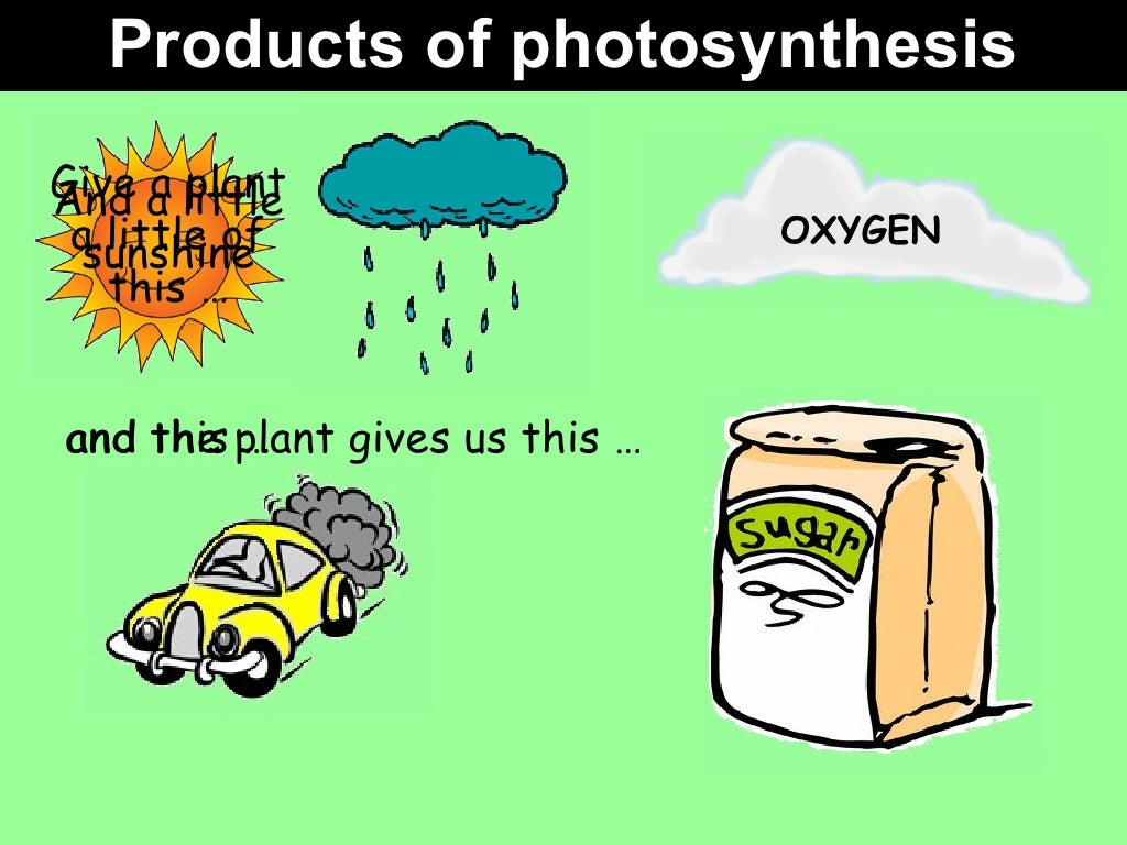 Limiting Factors In Biology