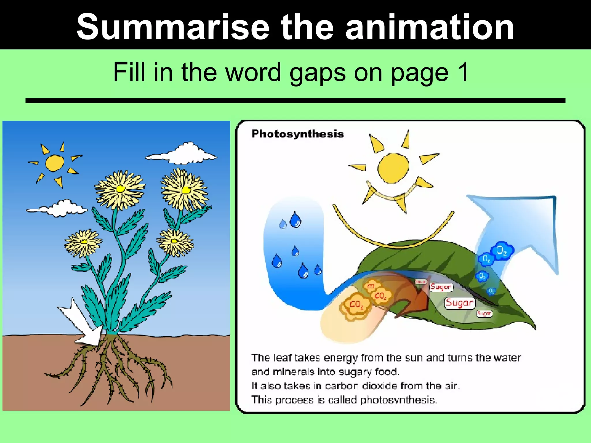 GCSE Biology Photosynthesis | PPT