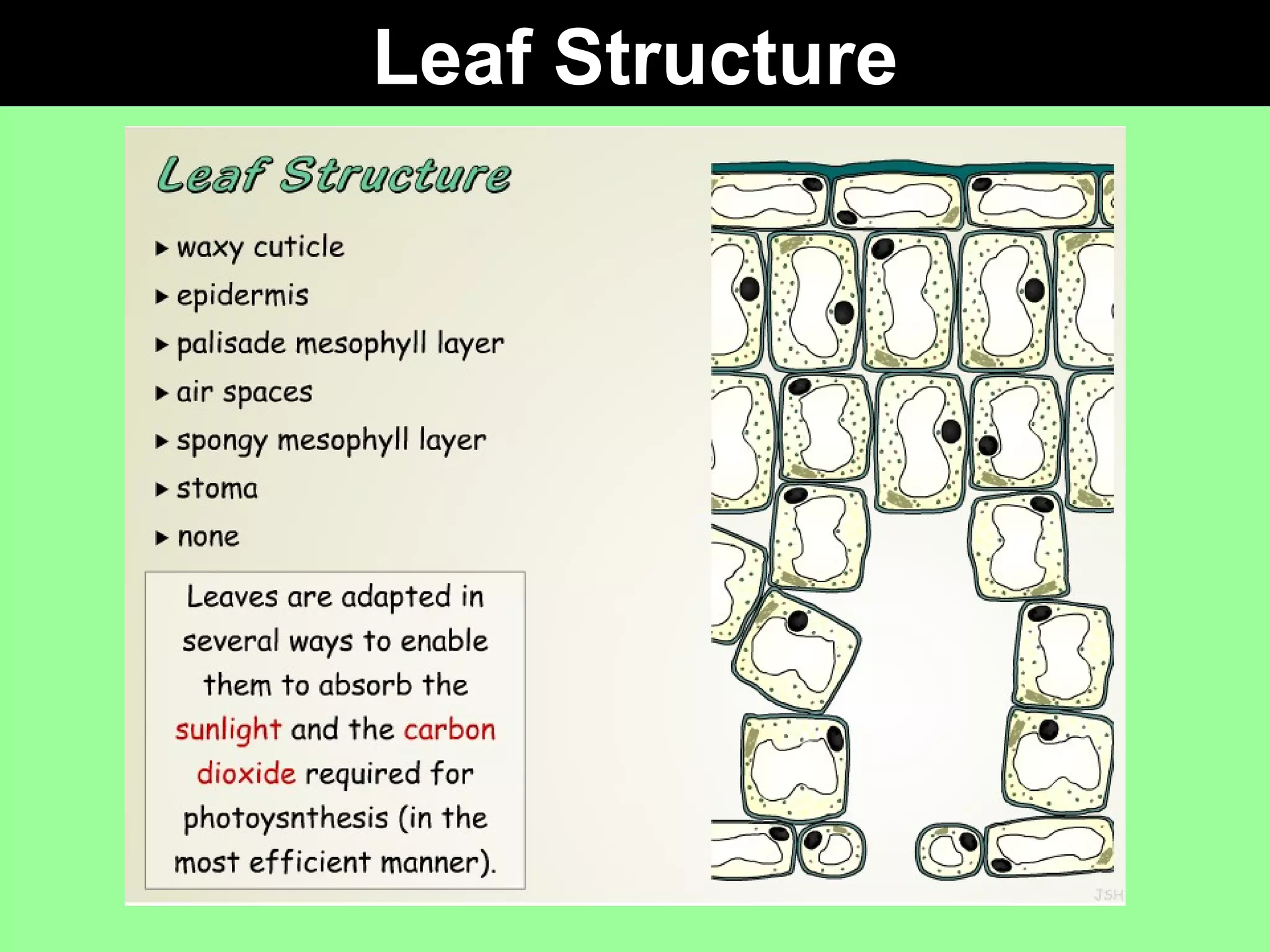 GCSE Biology Photosynthesis | PPT