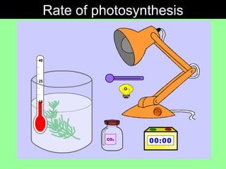 GCSE Biology Photosynthesis | PPT