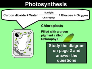 GCSE Biology Photosynthesis | PPT