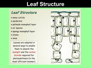 GCSE Biology Photosynthesis | PPT