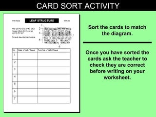 GCSE Biology Photosynthesis | PPT