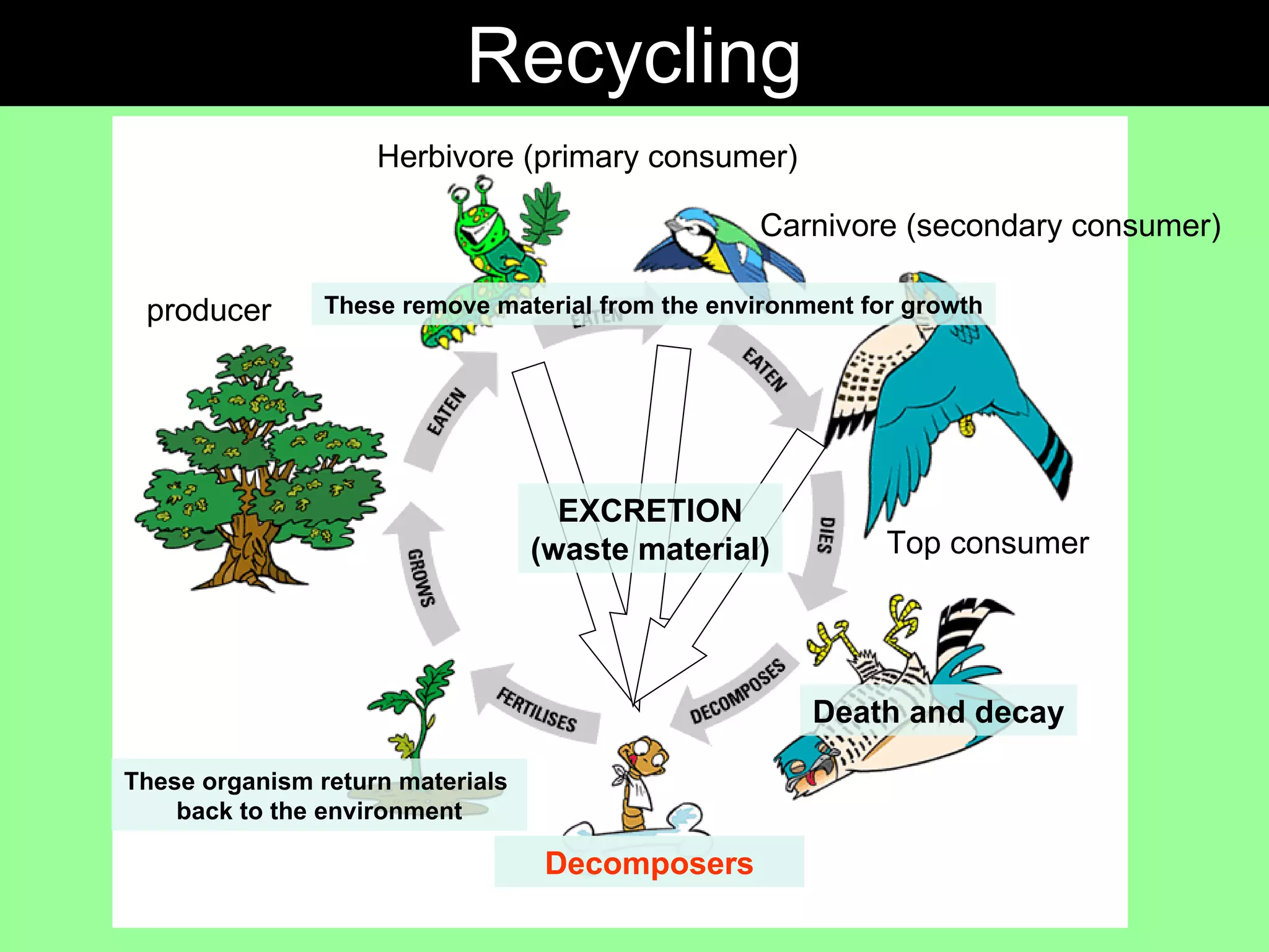 GCSE Biology Nutrient cycle | PPT
