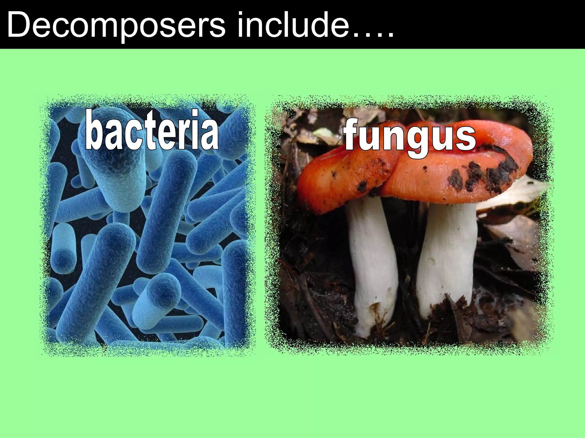 GCSE Biology Nutrient cycle | PPT