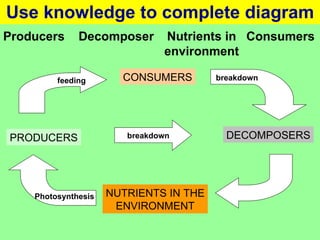 GCSE Biology Nutrient cycle | PPT