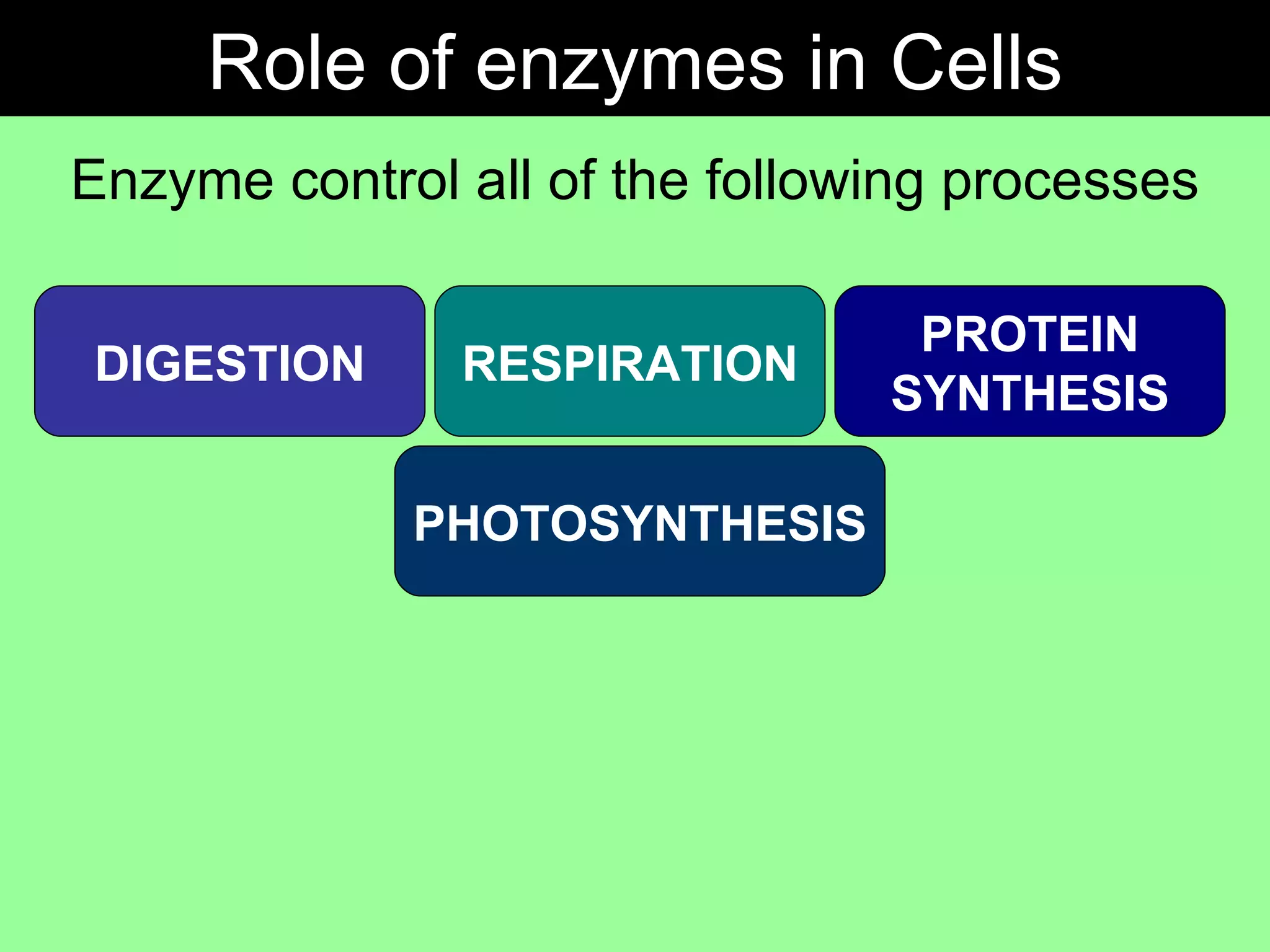 GCSE Biology Enzymes | PPT