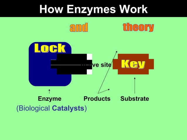 GCSE Biology Enzymes | PPT