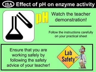 GCSE Biology Enzymes | PPT
