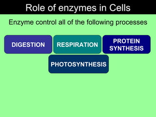 GCSE Biology Enzymes | PPT