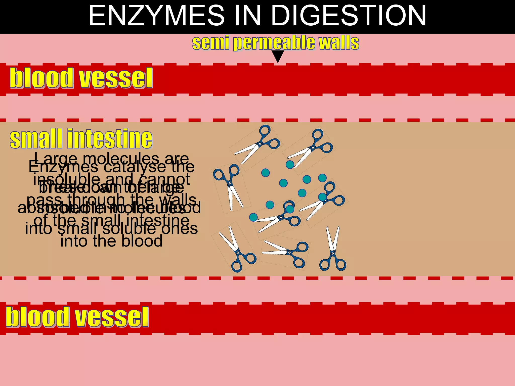 GCSE Biology Enzymes in digestion | PPT