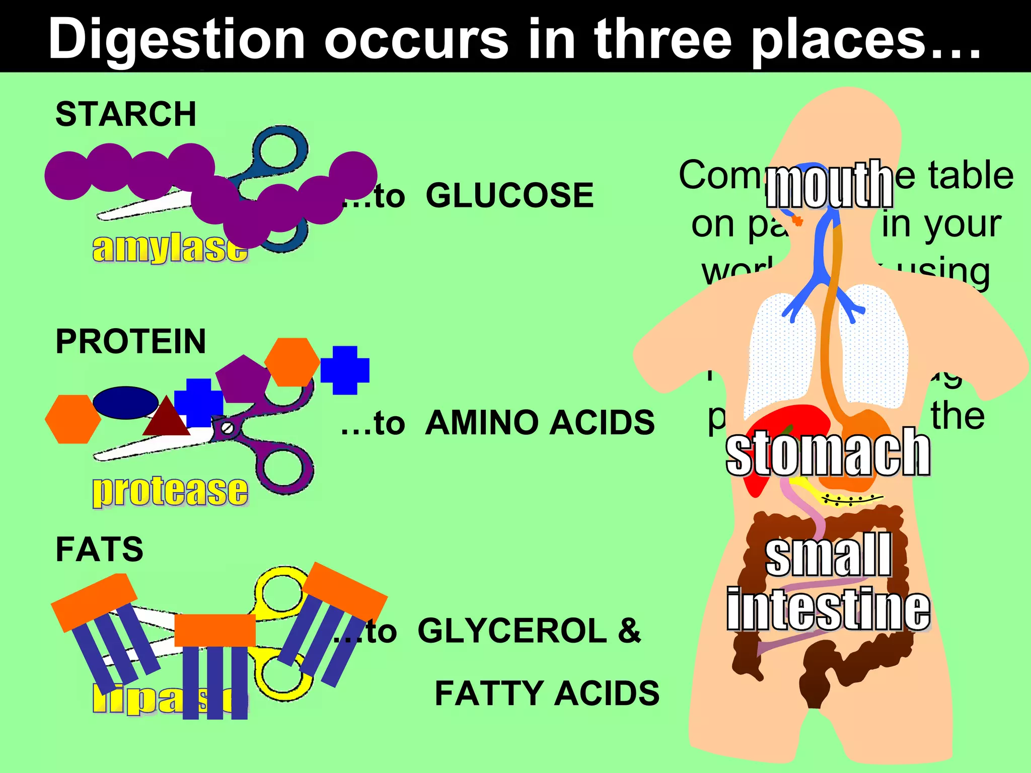 GCSE Biology Enzymes in digestion | PPT