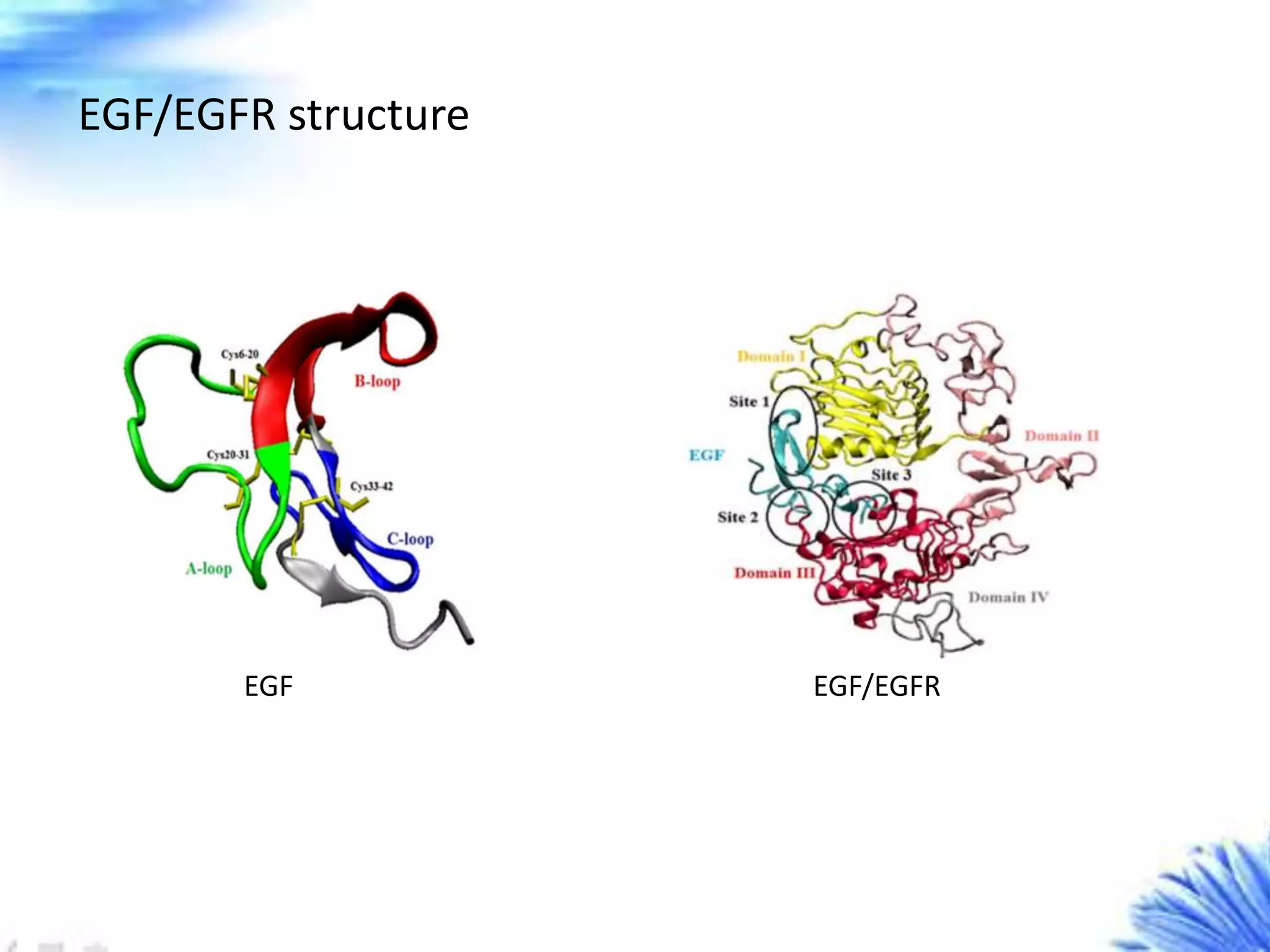 Egf egfr signaling pathway-creative diagnostics | PPTX
