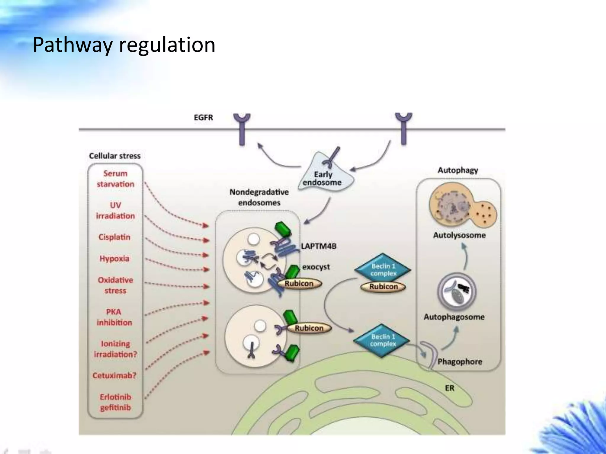 Egf egfr signaling pathway-creative diagnostics | PPTX