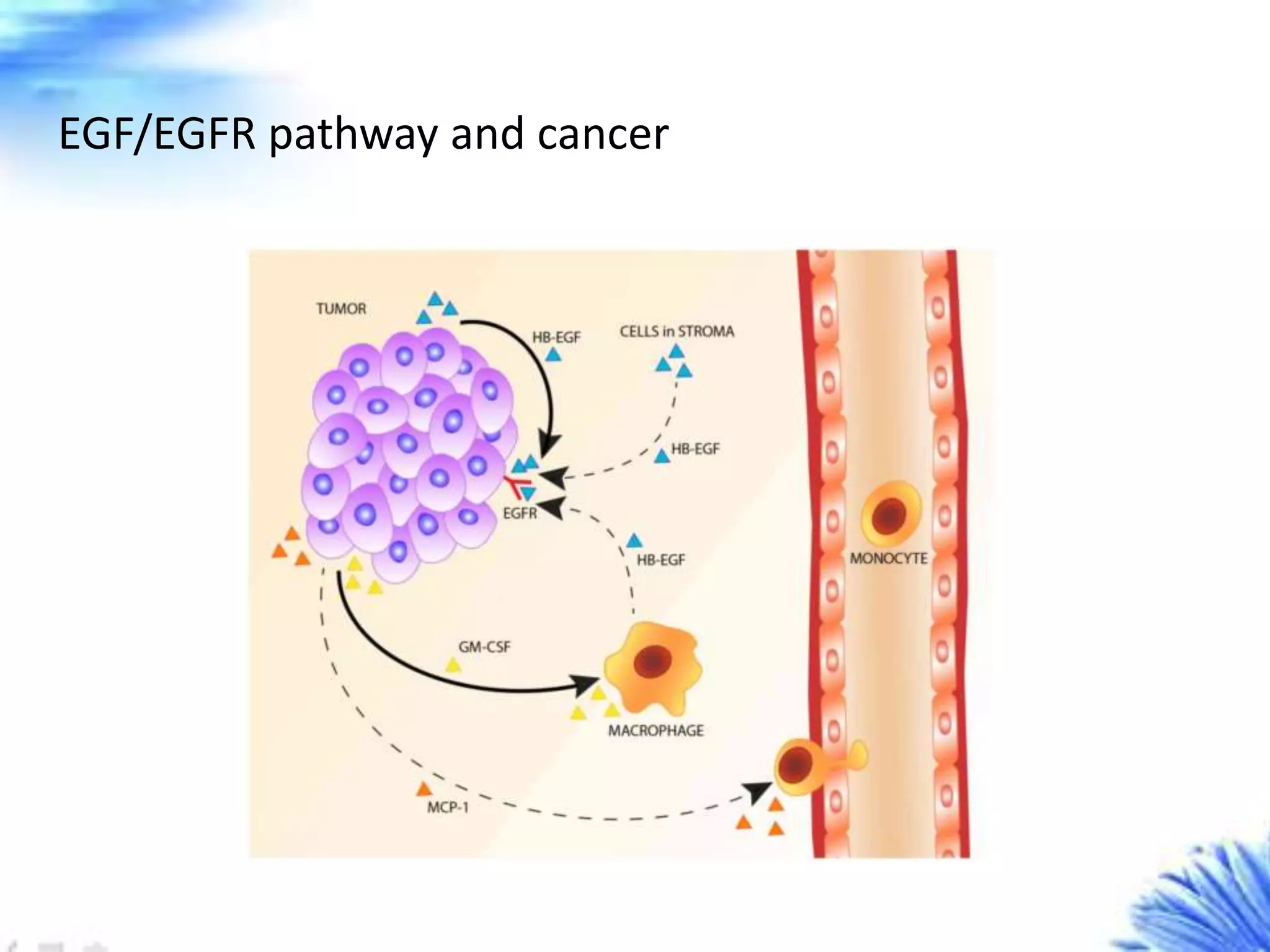 Egf egfr signaling pathway-creative diagnostics | PPTX