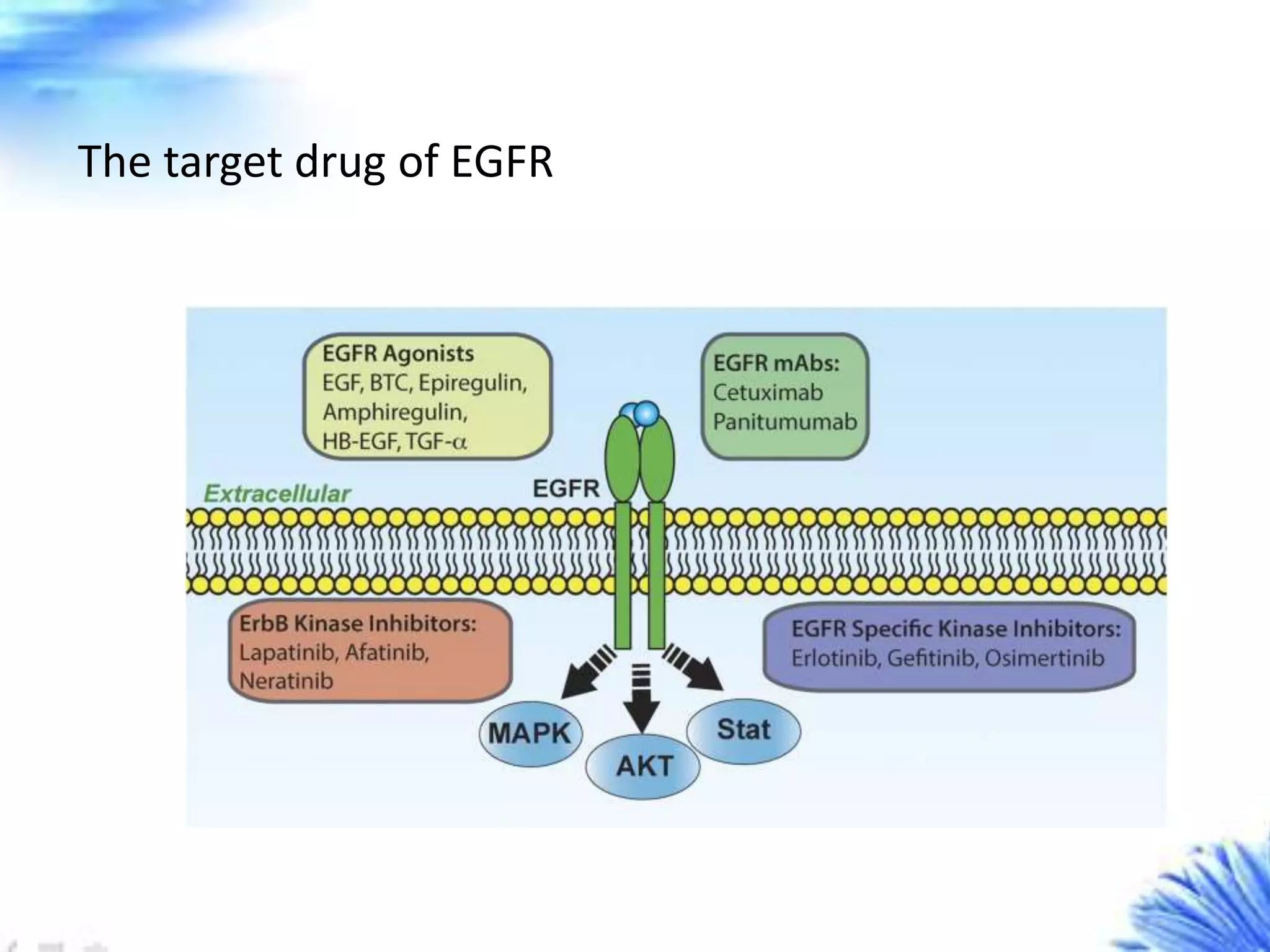 Egf egfr signaling pathway-creative diagnostics | PPTX