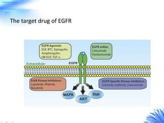 Egf egfr signaling pathway-creative diagnostics | PPTX