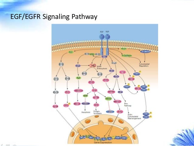 Egf egfr signaling pathway-creative diagnostics