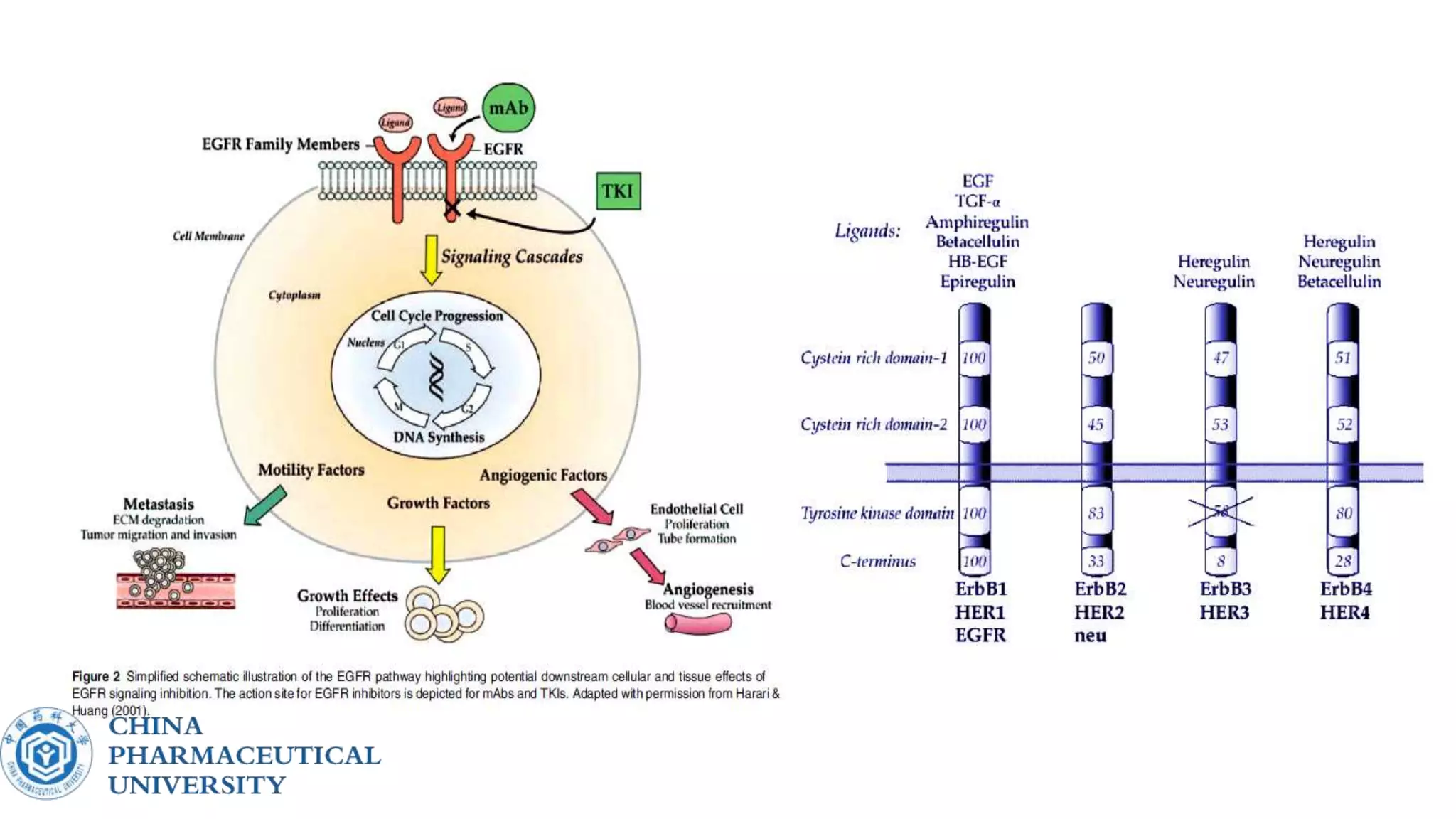 epidermal growth factor receptor (EGFR),Epidermal growth factor ...