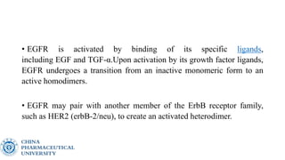 epidermal growth factor receptor (EGFR),Epidermal growth factor ...