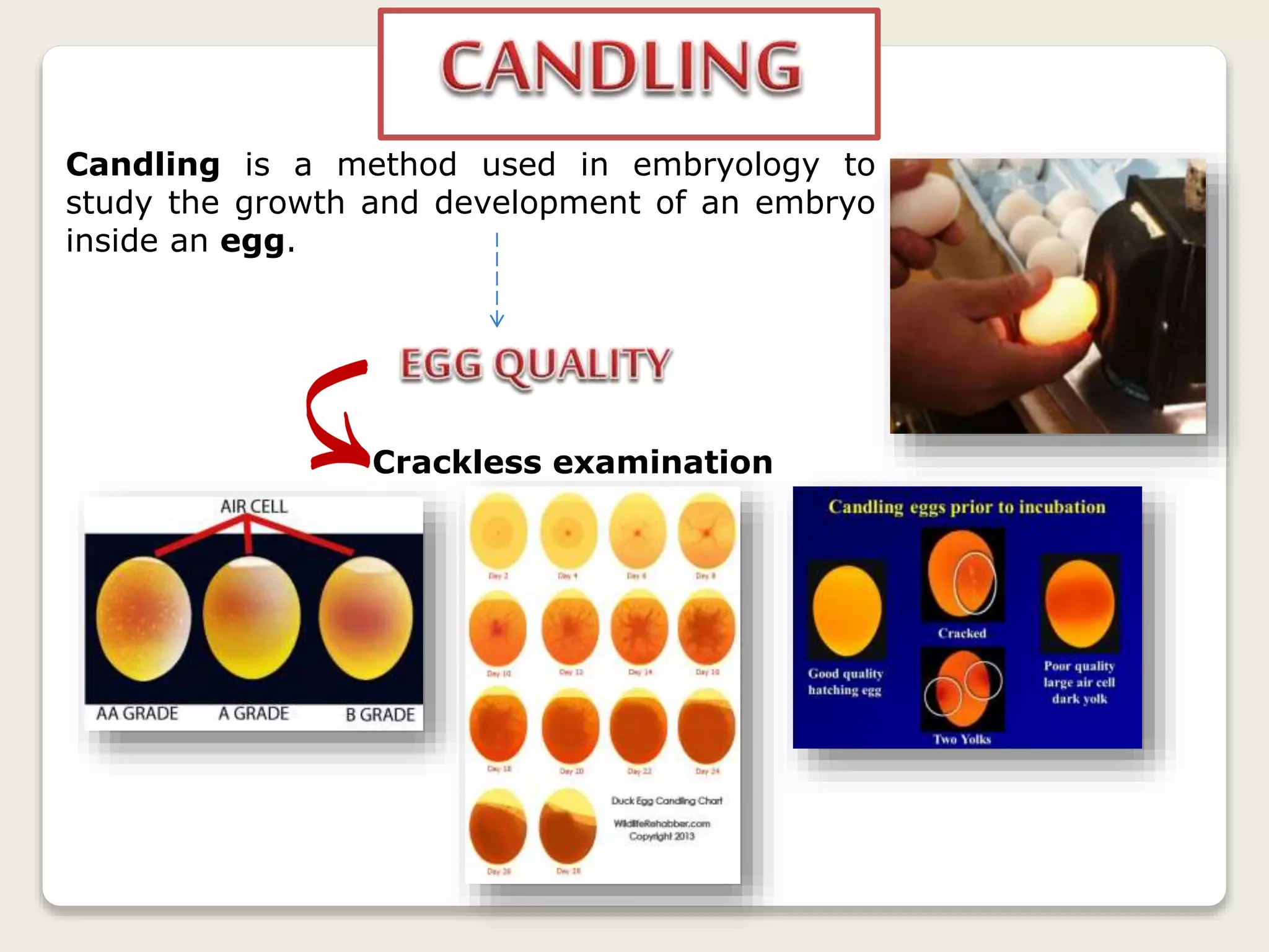 quality of egg and poultry | PPTX