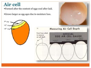 quality of egg and poultry | PPTX
