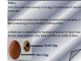 Egg | PPTX