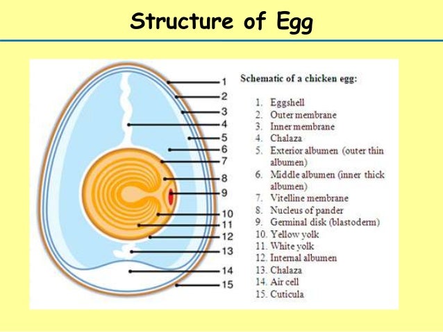Egg Ppt Egg Ppt
