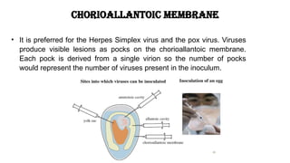 Embryonated egg inoculation culture for virus ppt | PPTX