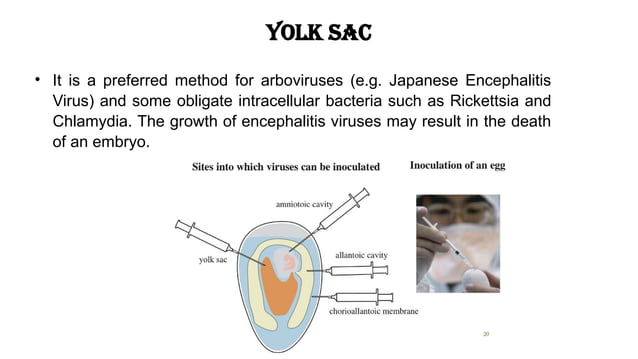 Embryonated egg inoculation culture for virus ppt | PPTX