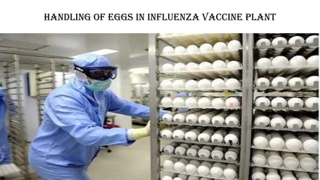 Embryonated egg inoculation culture for virus ppt | PPTX
