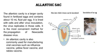 Embryonated egg inoculation culture for virus ppt | PPTX