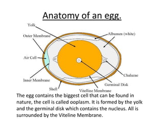 Ostrich Egg Cell