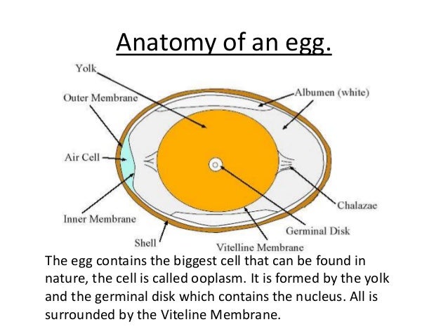 Egg anatomy