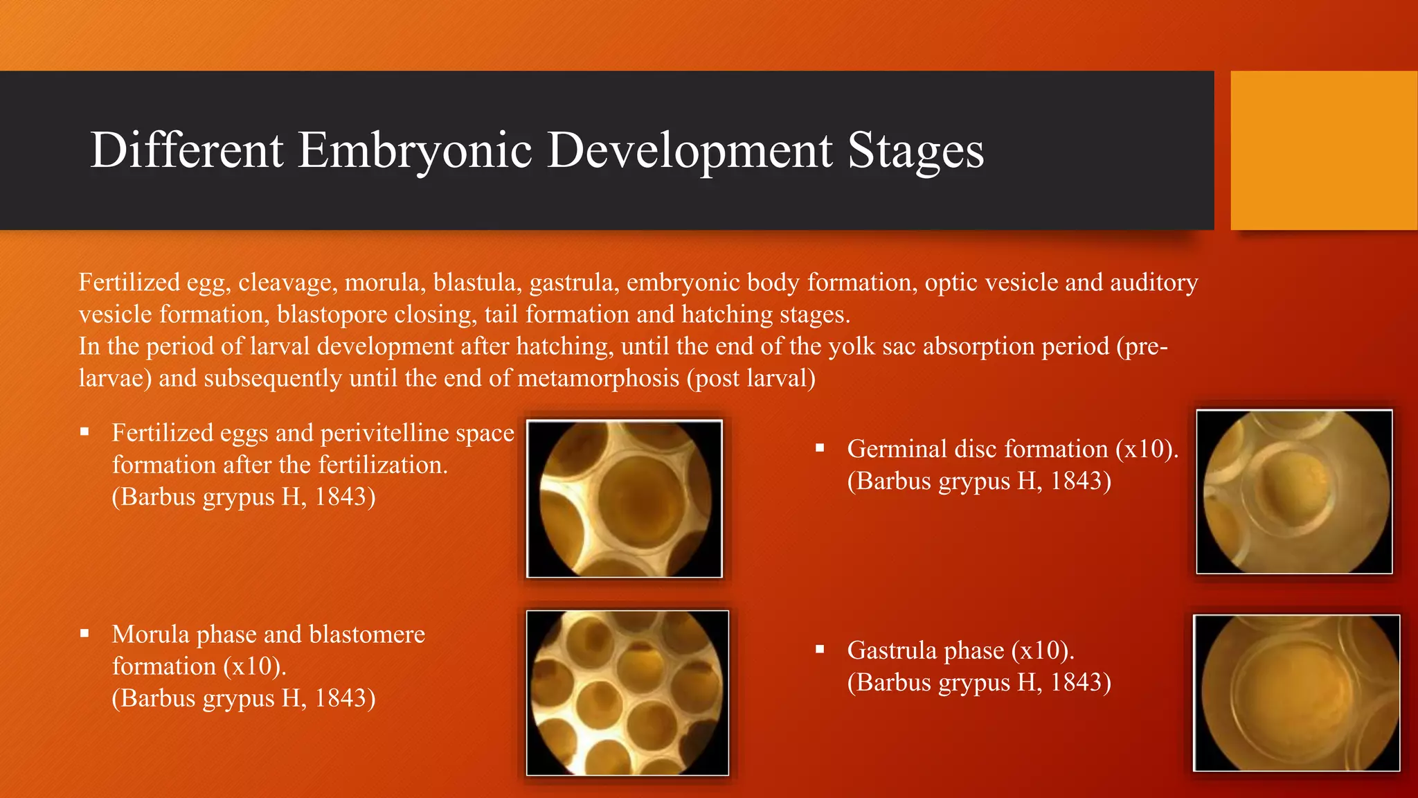 Egg and Larval Dynamic.pptx