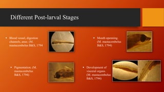 Egg and Larval Dynamic.pptx
