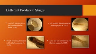 Egg and Larval Dynamic.pptx
