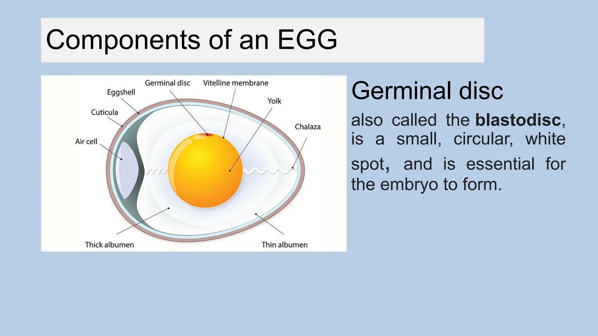 Topic1: The Chicken Egg Biology and Development | PPT