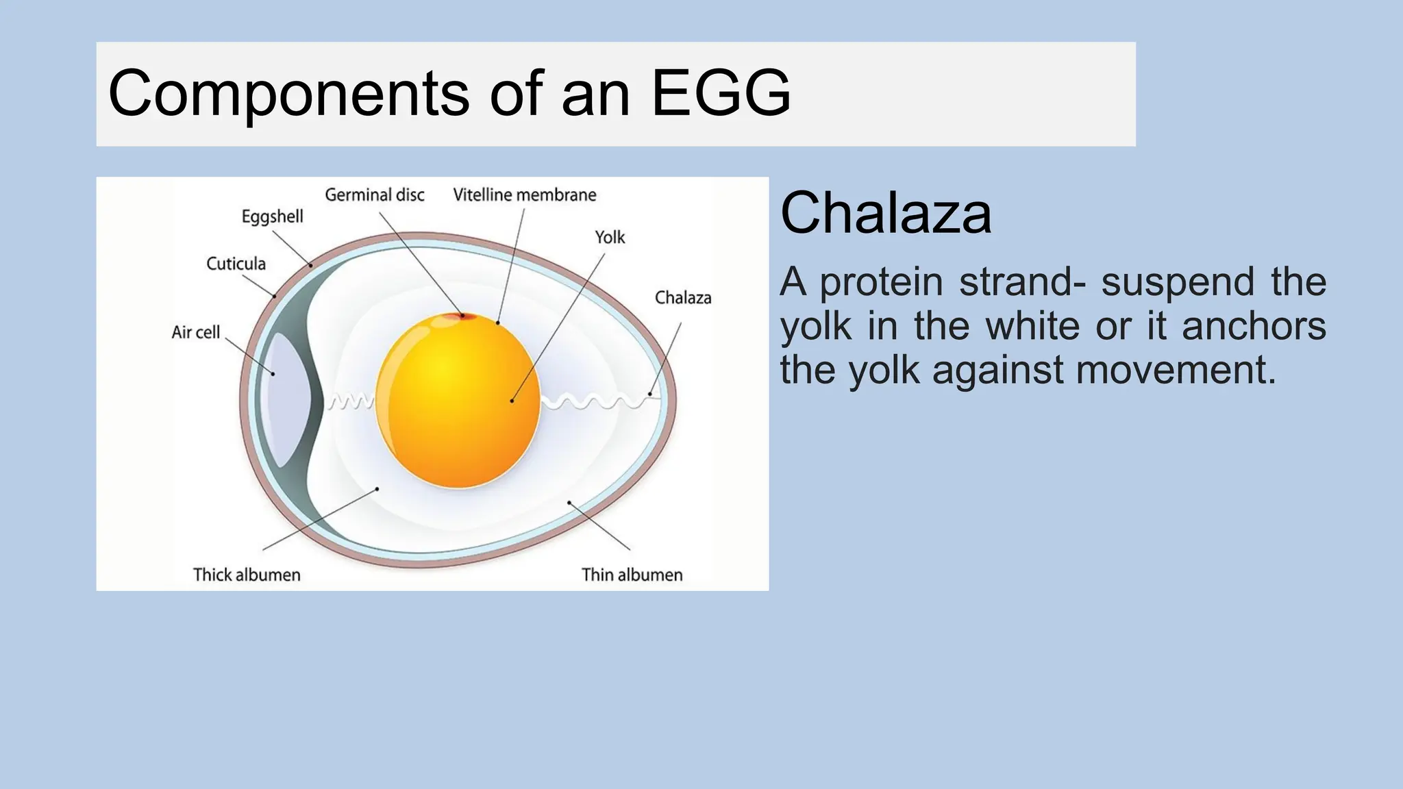 Topic1: The Chicken Egg Biology and Development | PPT