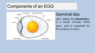 Topic1: The Chicken Egg Biology and Development | PPT