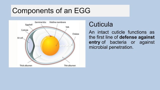 Topic1: The Chicken Egg Biology and Development | PPT