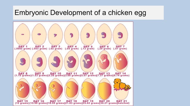 Topic1: The Chicken Egg Biology and Development | PPT