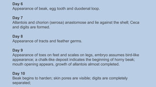 Topic1: The Chicken Egg Biology and Development | PPTX