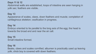 Topic1: The Chicken Egg Biology and Development | PPTX