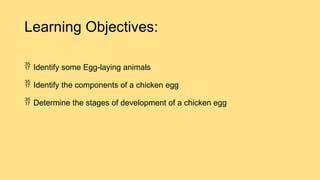 Topic1: The Chicken Egg Biology and Development | PPT