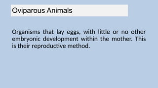 Topic1: The Chicken Egg Biology and Development | PPTX