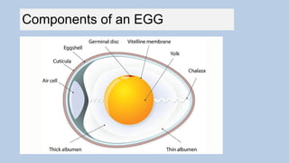 Topic1: The Chicken Egg Biology and Development | PPT