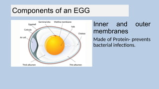 Topic1: The Chicken Egg Biology and Development | PPT