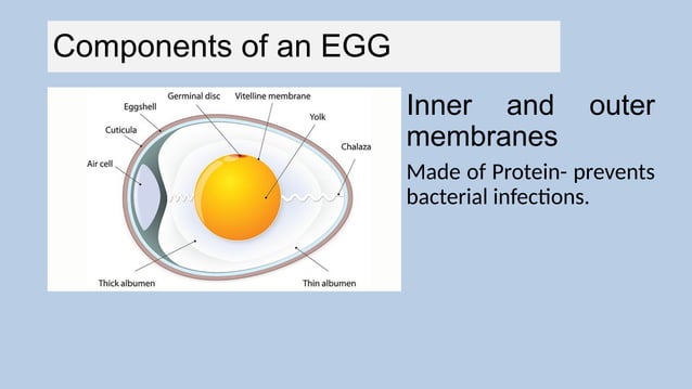 Topic1: The Chicken Egg Biology and Development | PPT